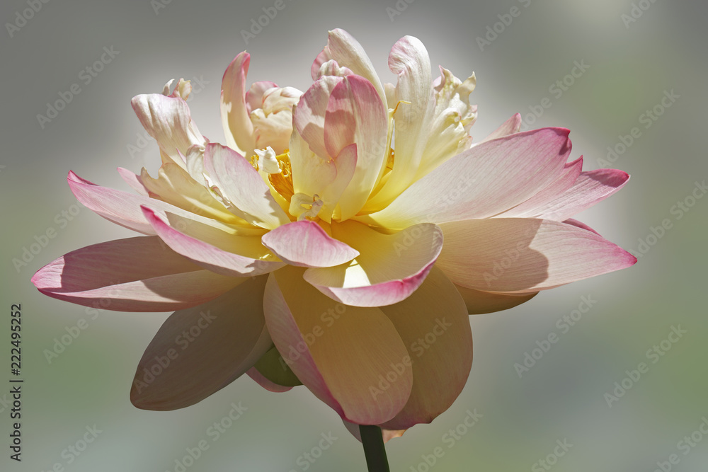 Sacred lotus (Nelumbo nucifera). Known also as Indian Lotus, Bean of ...
