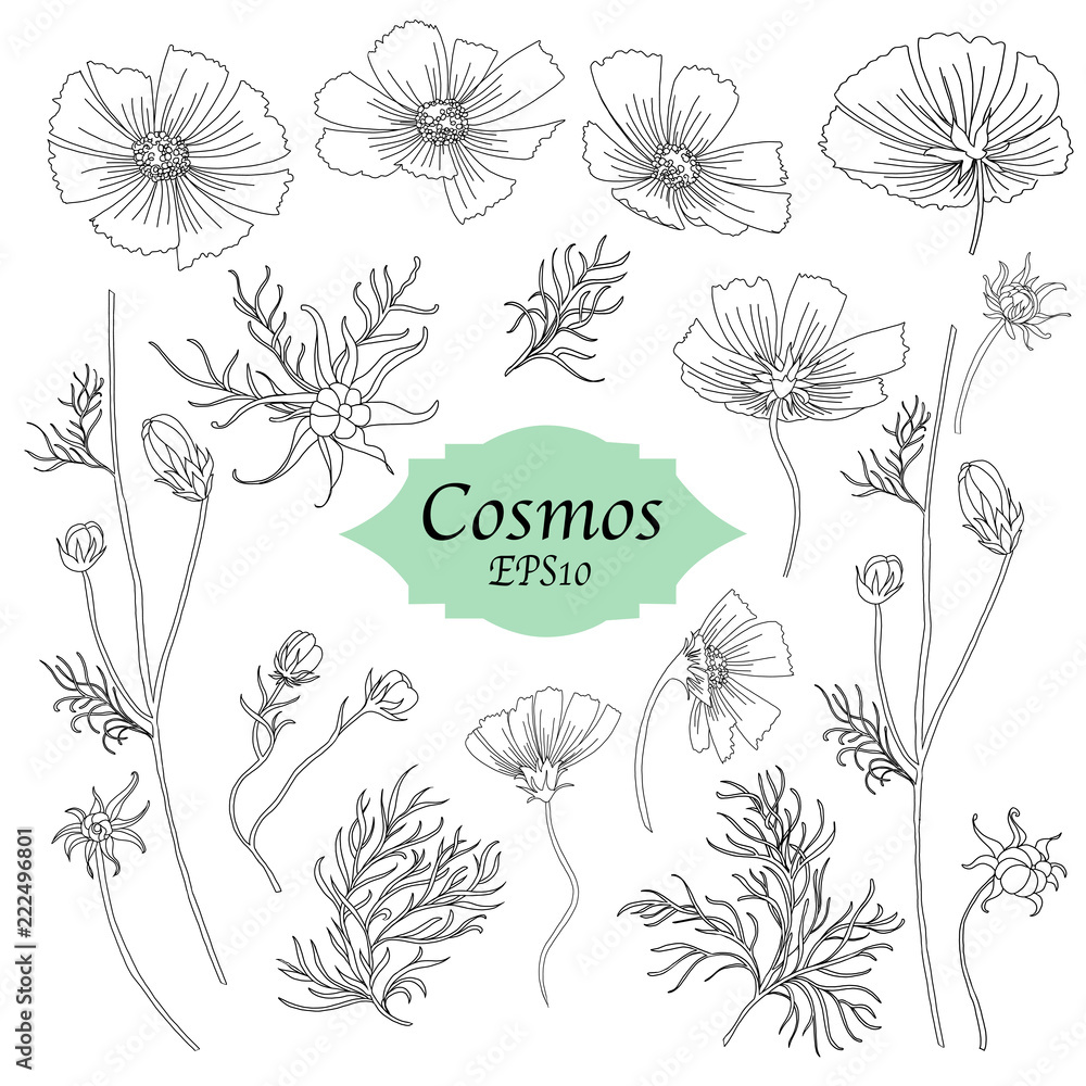 Set of Hand Drawn Cosmos Flowers Isolated on White Background for ...