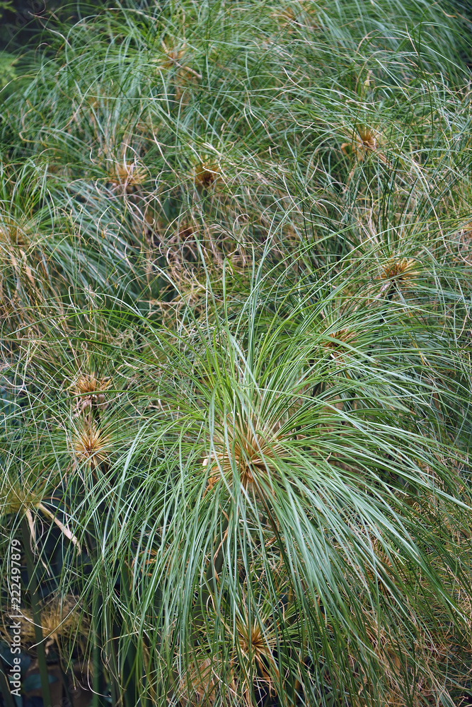 Papyrus (Cyperus papyrus). Called Papyrus sedge, Paper reed, Indian ...
