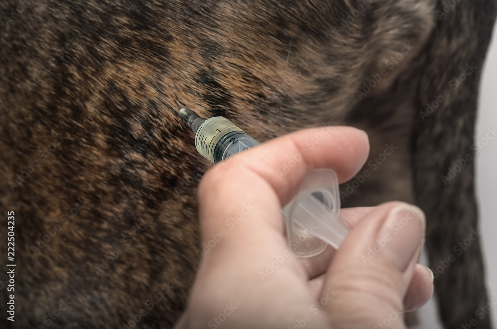 Canine intramuscular injection Stock Photo | Adobe Stock