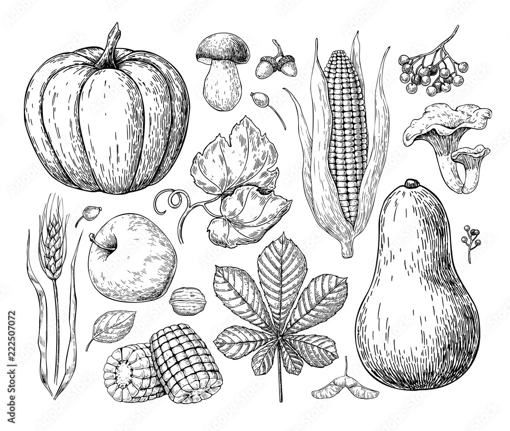 Harvest products. Hand drawn vintage vector illustration with pu Stock ...