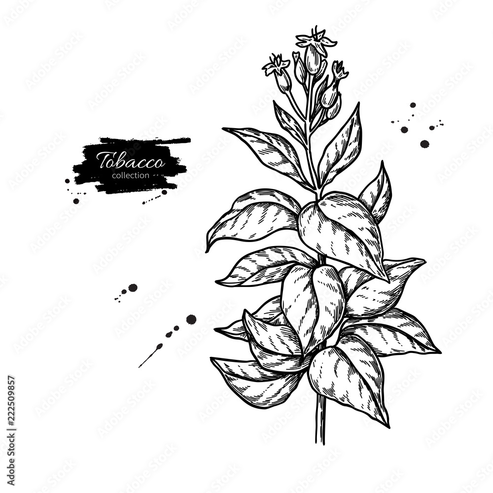 Tobacco plant vector drawing. Botanical hand drawn illustration Stock ...