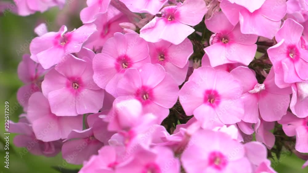 Pink wild flowers grow in a pile. Latin: Spirea densiflora, Spiraea ...