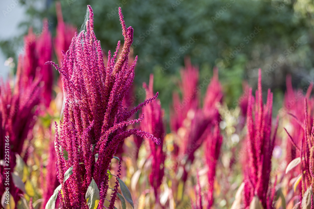 Isolated Indian red and green amaranth plant lit by sun on blurred ...