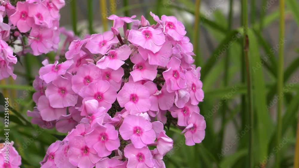 Video „Pink wild flowers grow in a pile. Latin: Spirea densiflora ...