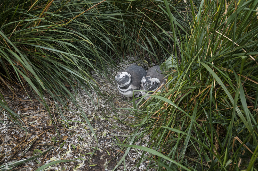 Maguellanic penguins (Spheriscus maguellanicus) at the Martillo Island ...