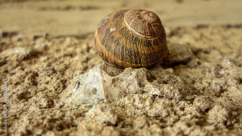 Snails in the backyard Stock Photo | Adobe Stock