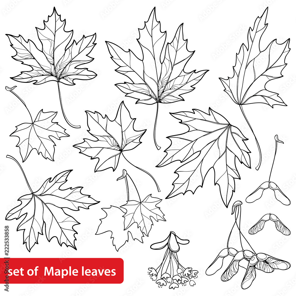 Vector set with outline Acer or Maple ornate leaves, fruit or samara ...