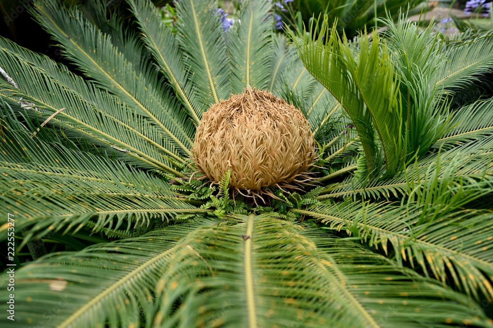 Sago Palm Female