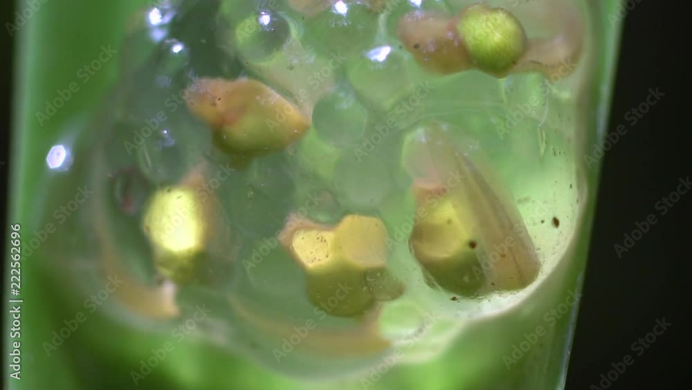 Vidéo Stock Developing tadpoles in an egg mass of a glass frog (Centrolene sp.). In the ...