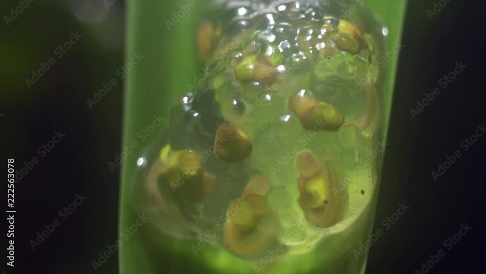 Developing tadpoles in an egg mass of a glass frog (Centrolene sp.). In the Cordillera del ...