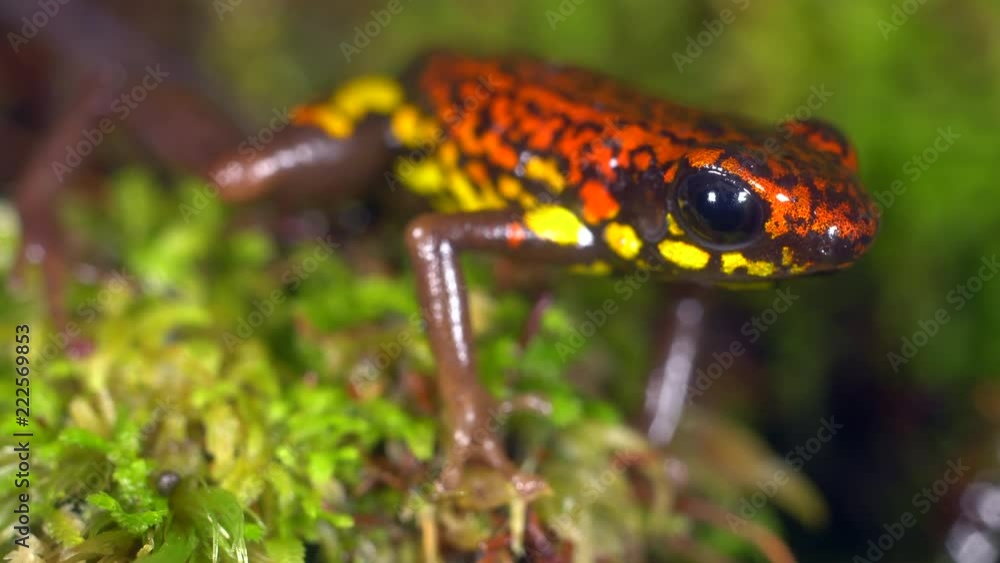 Rio Santiago Poison Frog (Excidobates captivus). A very rare frog ...