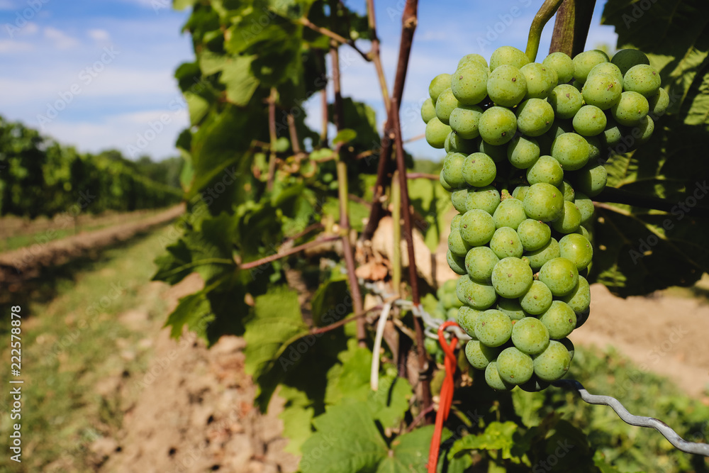 Lush green grapes growing on the vine in a bright vineyard Stock Photo ...