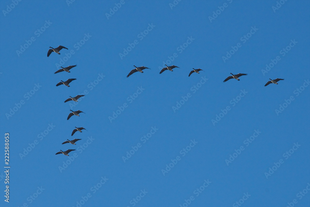 Flying geese form V Formation for aerodynamics Stock Photo | Adobe Stock