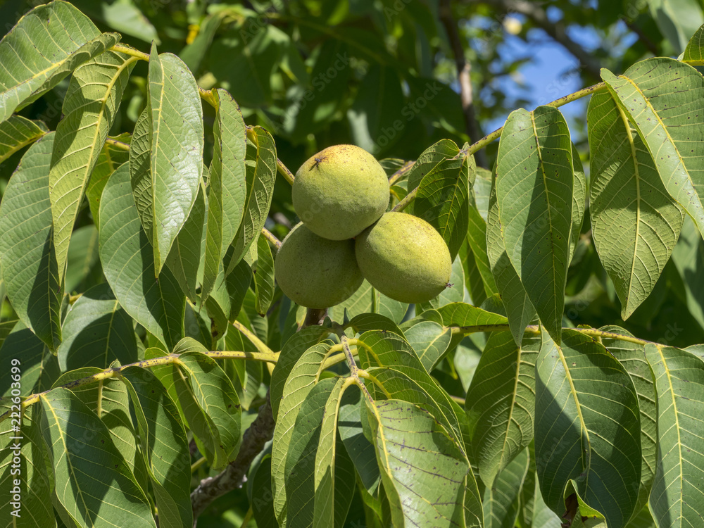 Juglans regia. Fruits immatures du noyer commun Stock Photo | Adobe Stock