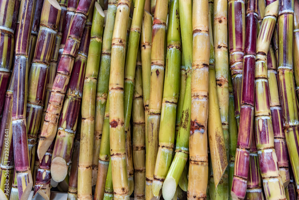 lots of sugar canes Stock Photo | Adobe Stock