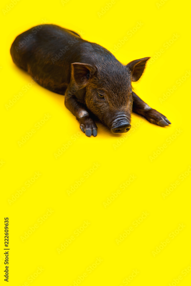 pig piglet little black yellow background cute Vietnamese breed new ...