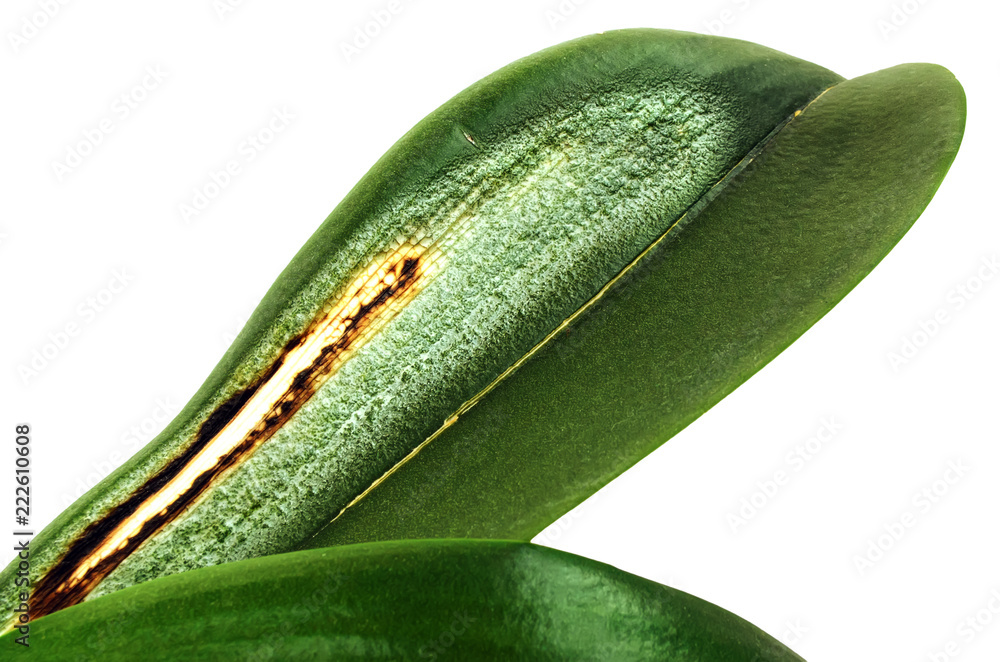 Disease on the leaf of an orchid. Close-up. Sun burn on an orchid leaf ...