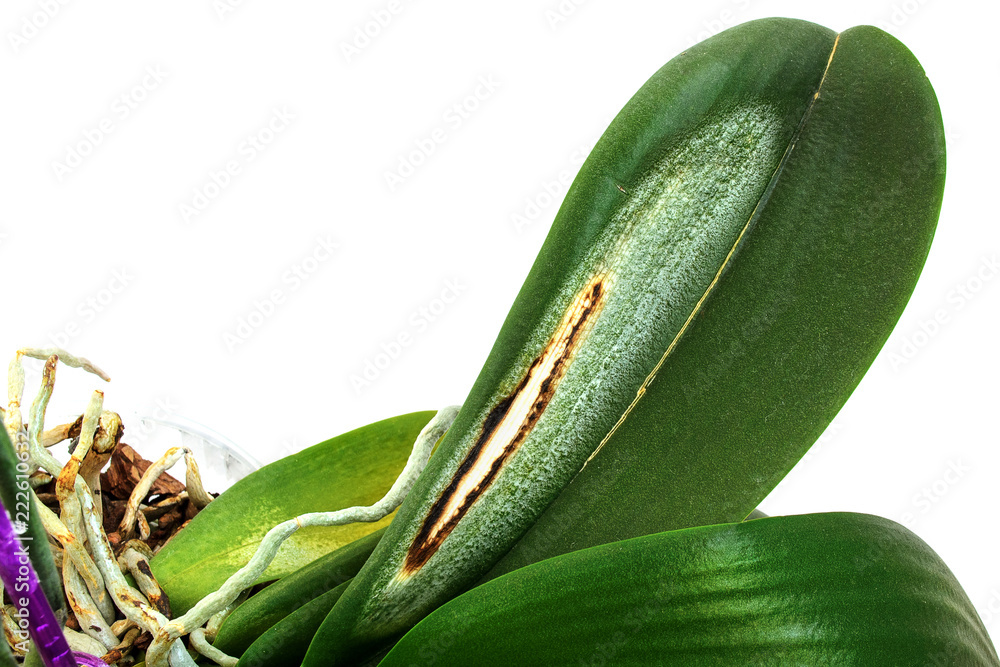 Disease on the leaf of an orchid. Close-up. Sun burn on an orchid leaf ...