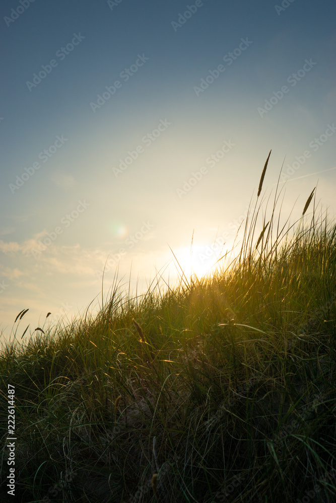 Grass in backlight Stock Photo | Adobe Stock