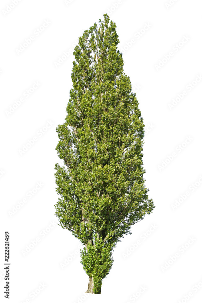 Photo & Art Print tree Populus nigra var. pyramidalis isolate on a ...
