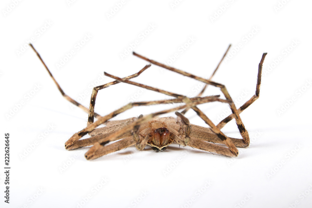 Dead Brown Spider Stock Photo | Adobe Stock