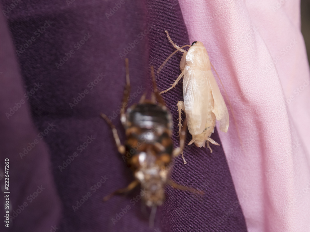 new cockroach molting is still white. Stock Photo | Adobe Stock