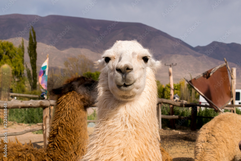 Llamas Smiling