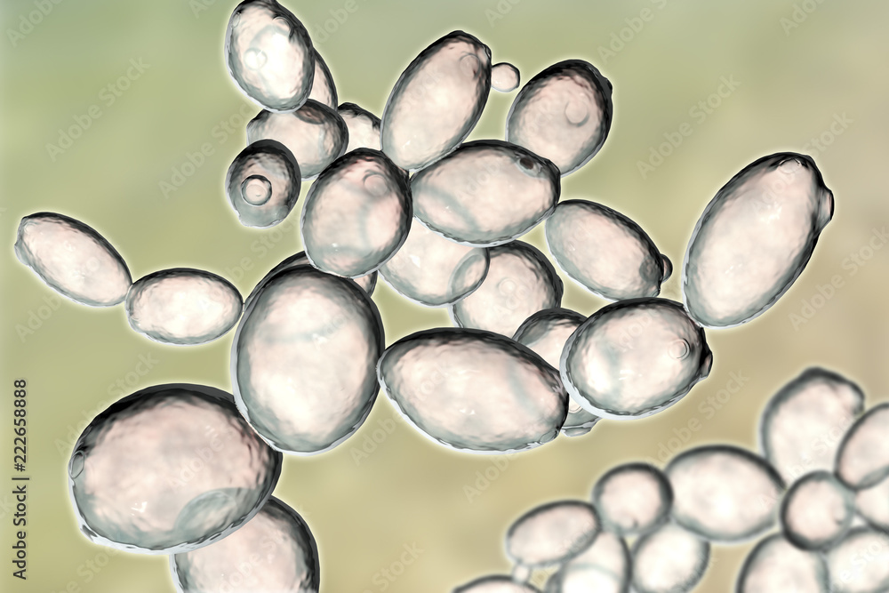 Ilustração do Stock: Saccharomyces cerevisiae yeast, 3D illustration ...