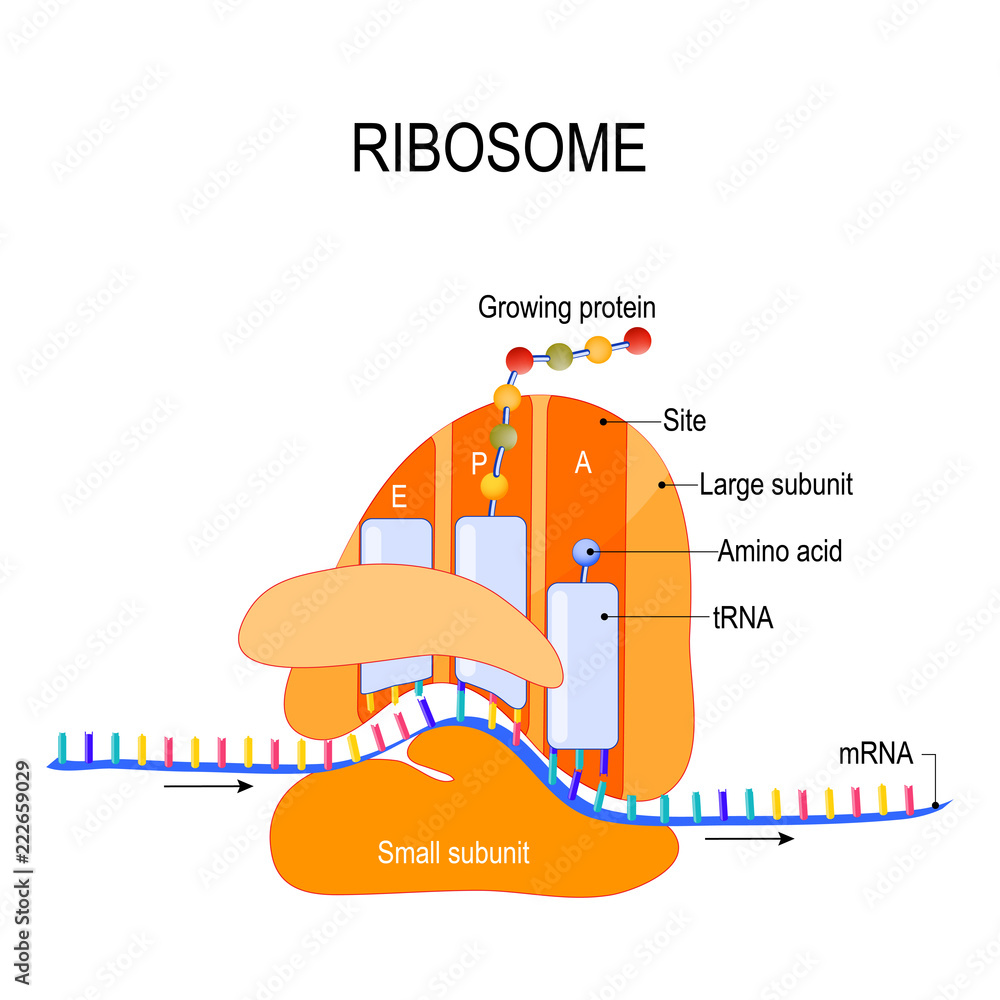 Anatomy of a ribosome. The Interaction of a Ribosome with mRNA. Stock ...