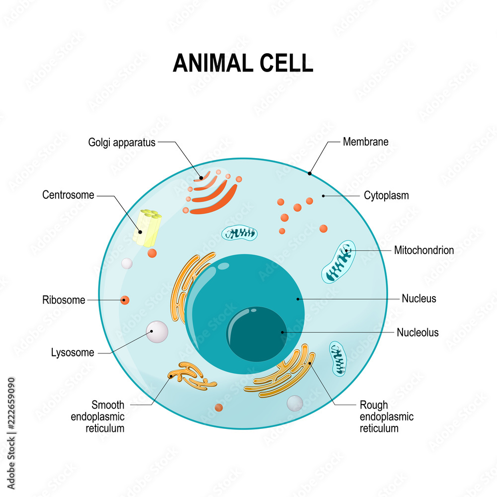 Anatomy of animal cell Stock Vector | Adobe Stock