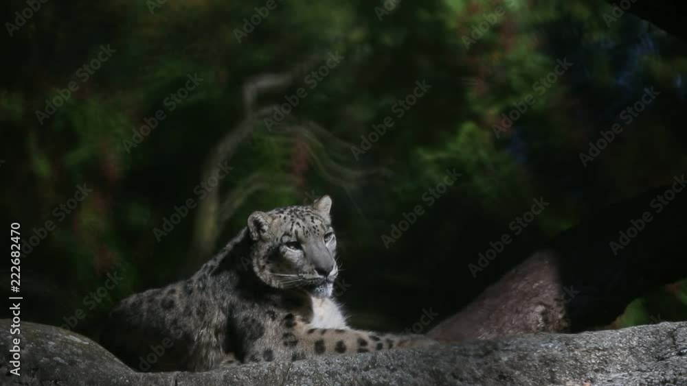 A Himalayan snow leopard (Panthera uncia) lounges on a rock, beautiful ...