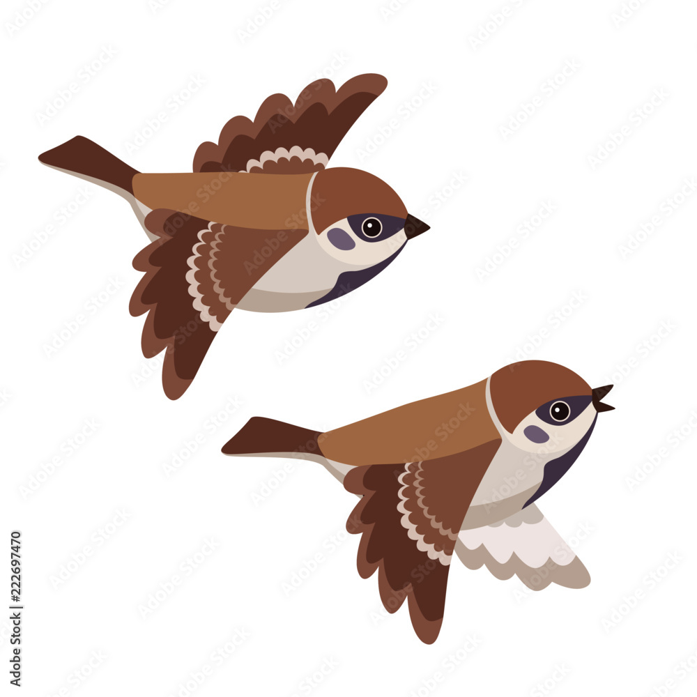 Flying two Tree Sparrows isolated on white background Stock Vector ...