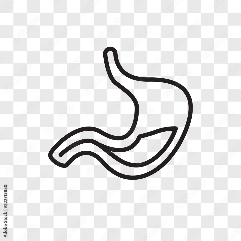 stomach icons isolated on transparent background. Modern and editable ...