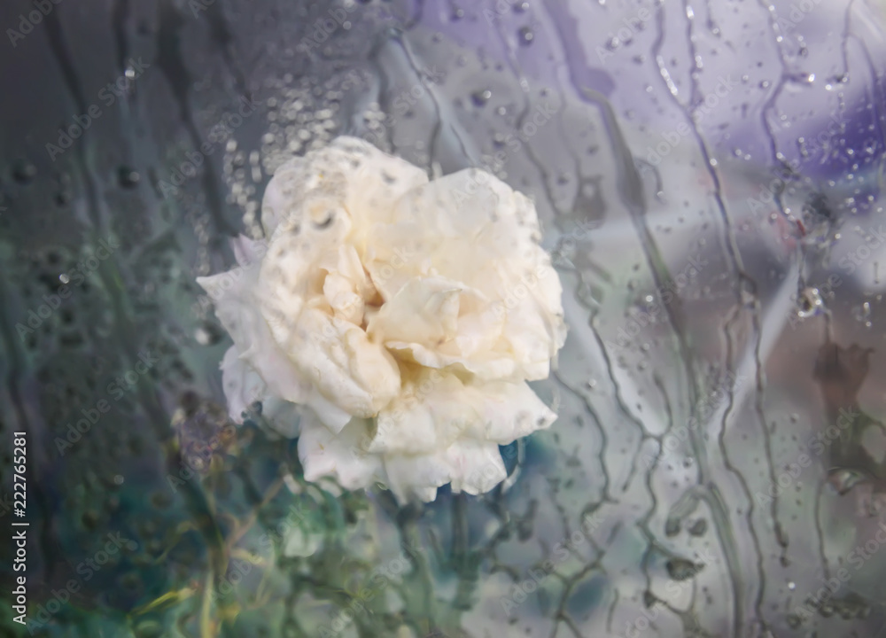 Natural White Rose Flowers Photos | Best Flower Site