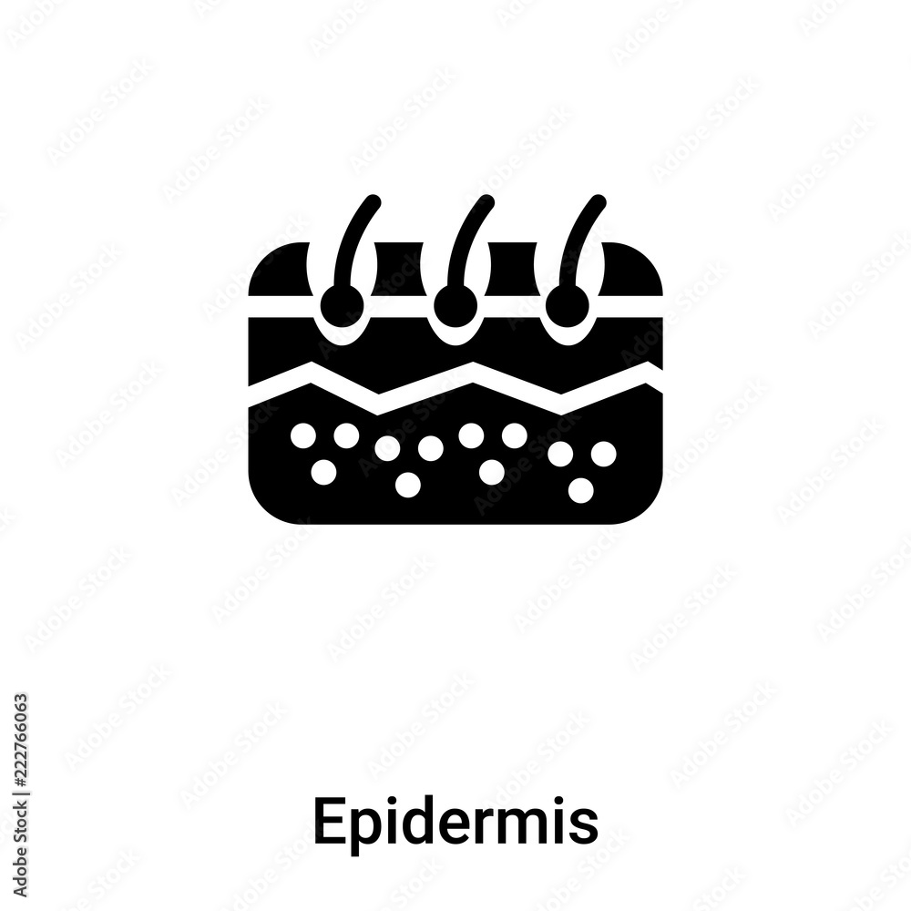 Epidermis icon vector isolated on white background, logo concept of Epidermis sign on ...