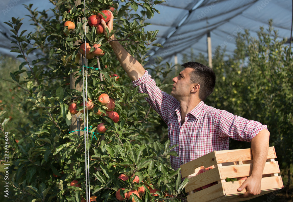Farmer harvesting apples in orchard Stock Photo | Adobe Stock