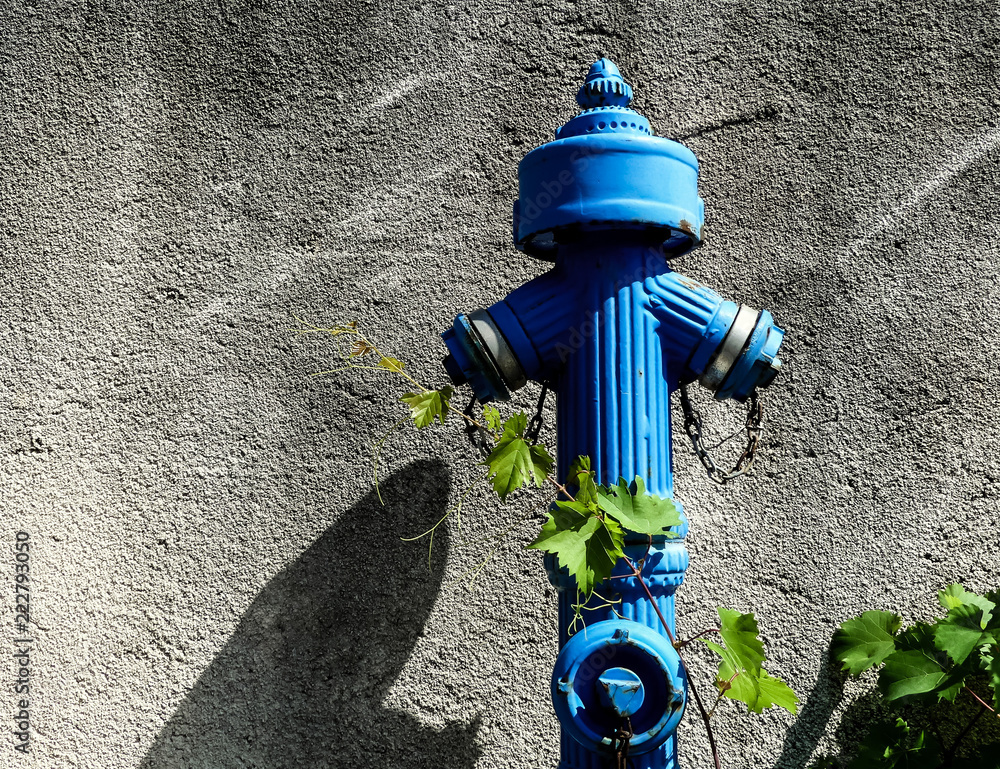 Metallic blue triple water hydrant with vine growing over, in front of ...
