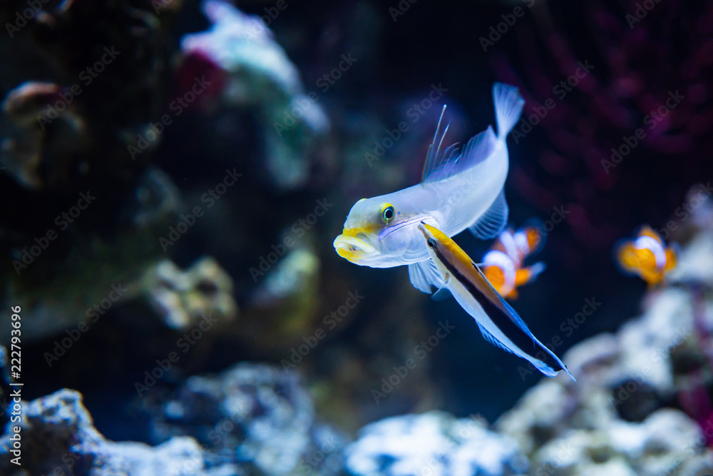 Cleaner Wrasse (Labroides dimidiatus), attending and cleaning a Sleeper ...
