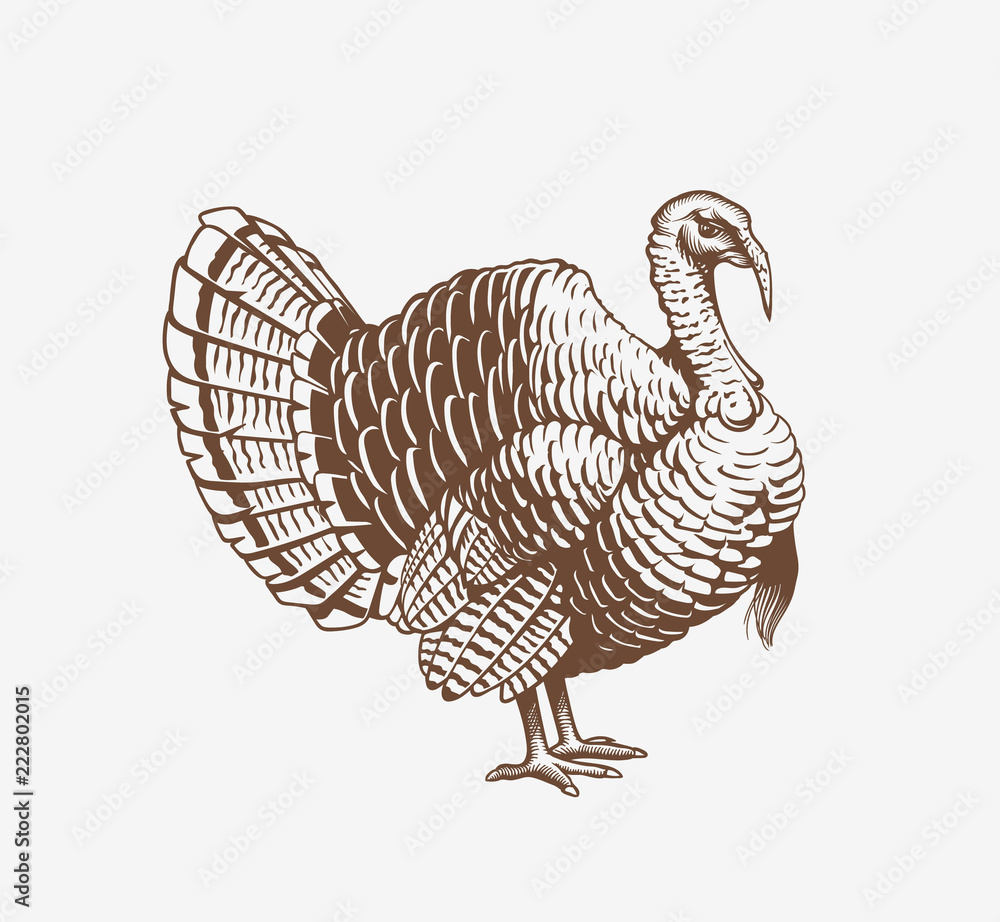Turkey hand drawn illustration in engraving or woodcut style. Gobbler ...