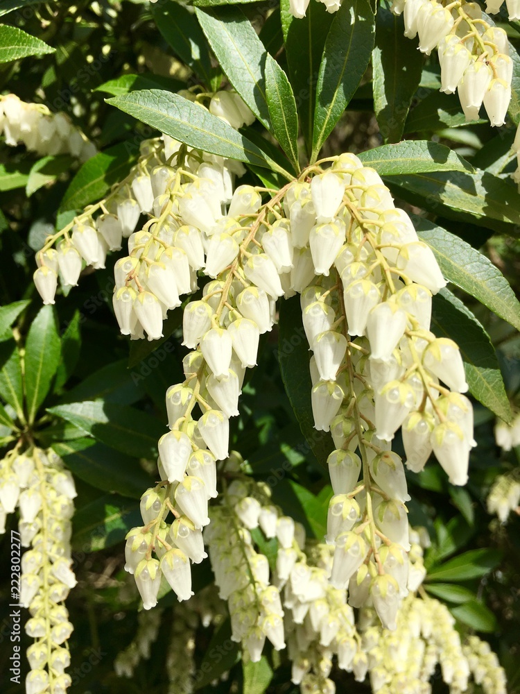Pieris flowering bush also known as Japanese andromeda Stock Photo ...