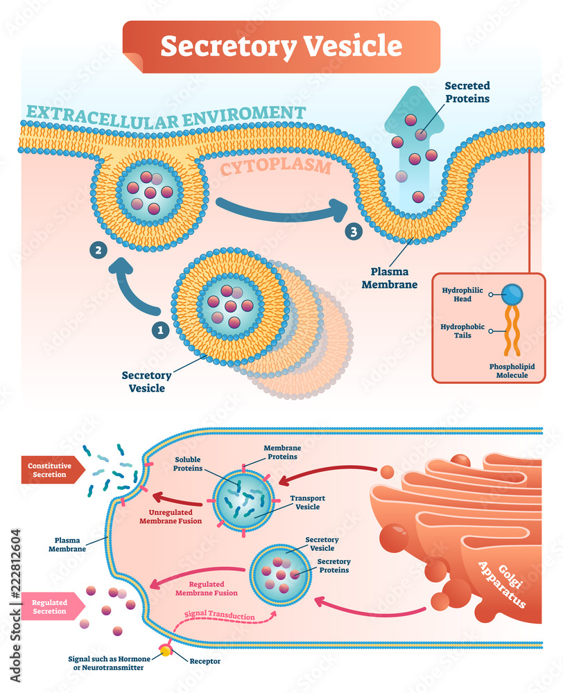 Secretory vesicle vector illustration. Labeled closeup infographic ...