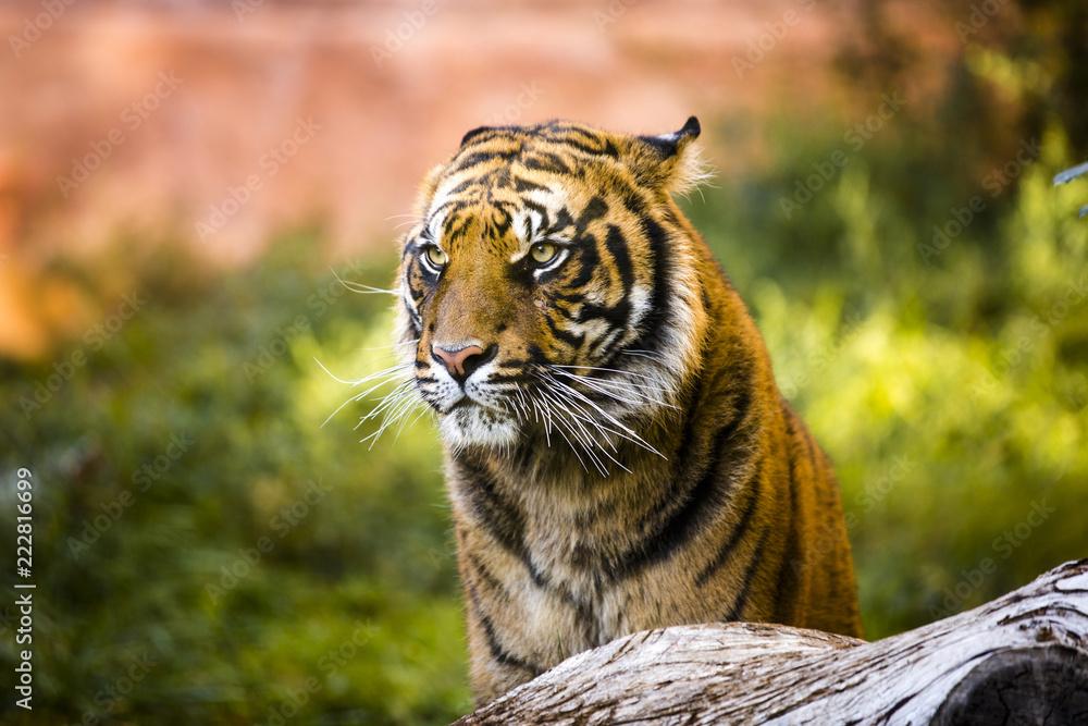 Tiger Sitting Side View