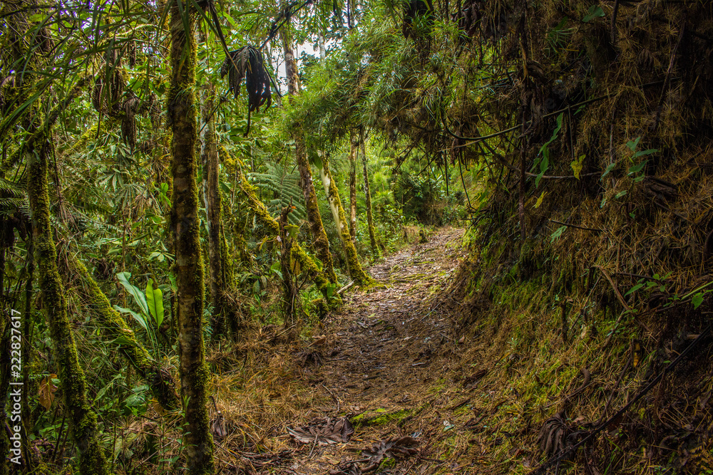 Selva Peruana Stock Photo | Adobe Stock