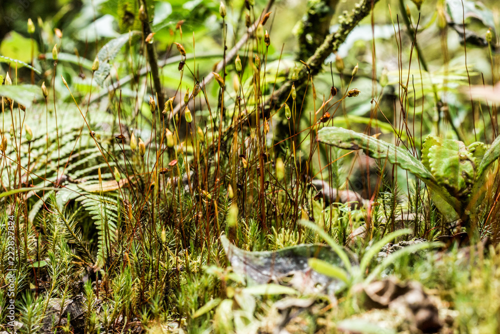 Selva Peruana Stock Photo | Adobe Stock