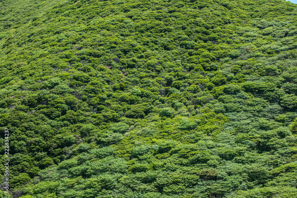 Japanese Mountain Tree Textures for 3D Stock Photo | Adobe Stock