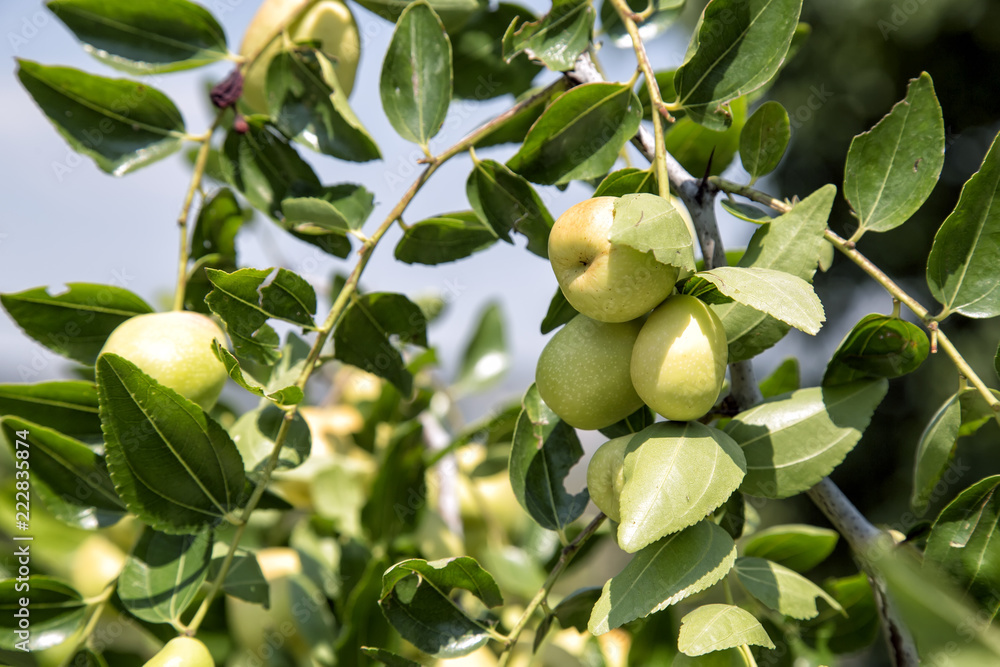 Jujube fruit and tree.Ziziphus is a genus of about 40 species of spiny ...