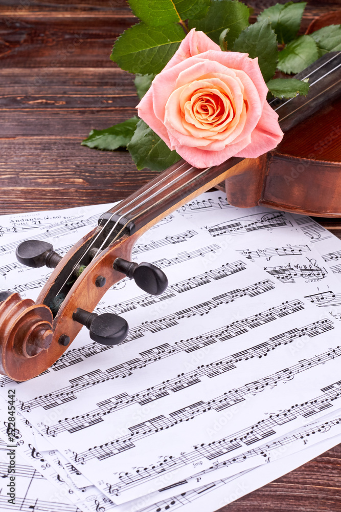 Pink rose on violin, vertical image. Musical note sheets with violin ...