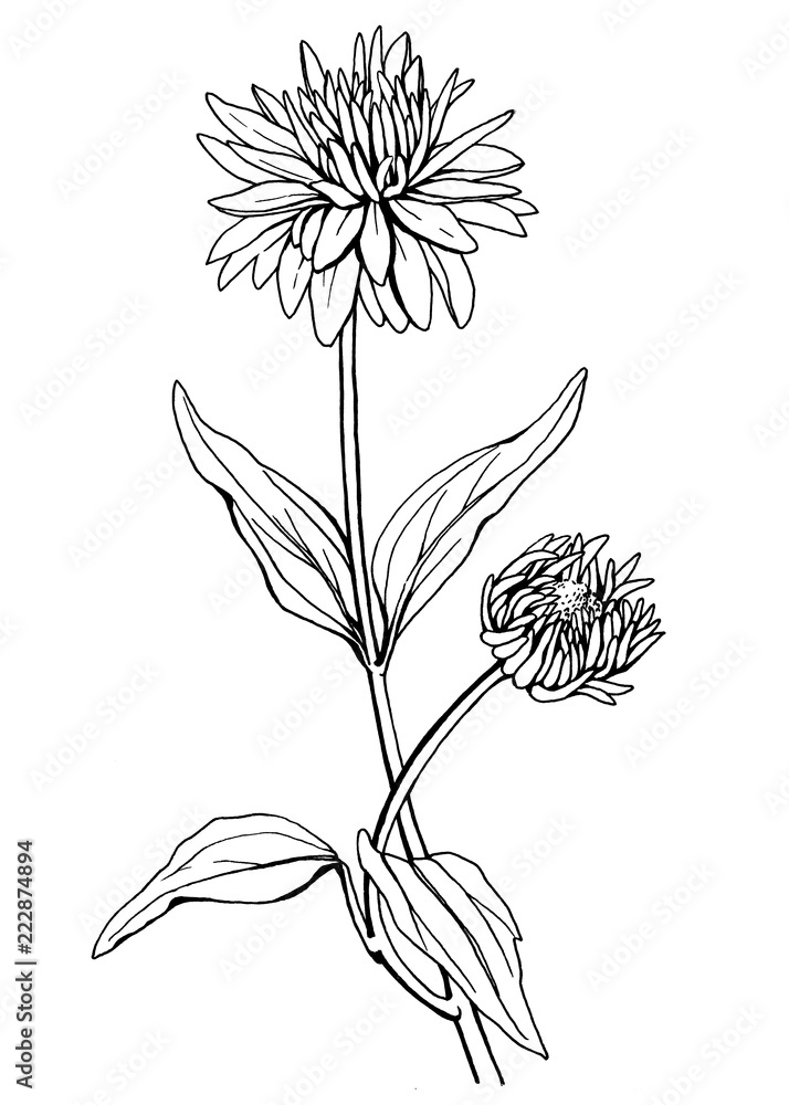 Flower of garden plant rudbeckia laciniata (also known as cutleaf ...