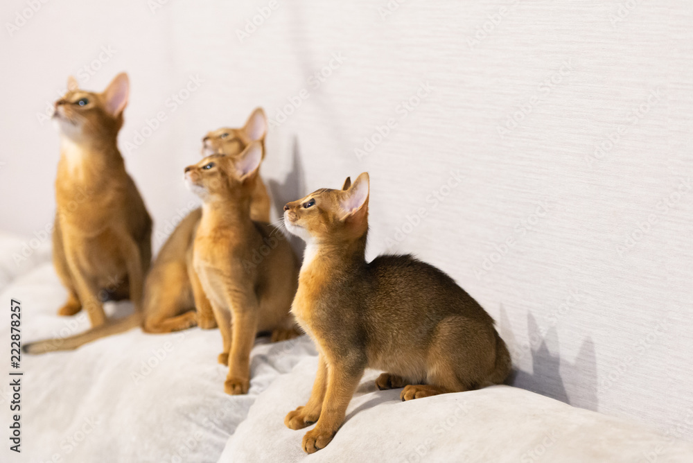 Abyssinian cat family. Ancient cat breed. Favorites of Egyptian ...